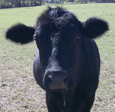 Tales From Tails Up Homestead Fuzzy Cows