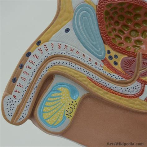 Male Genitourinary Pelvic System Pelvis Midsagittal Cut Model Male