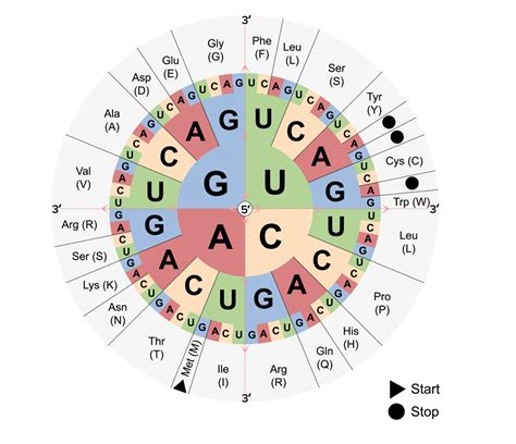 Stages And Regulation Of Translation Concise Medical Knowledge