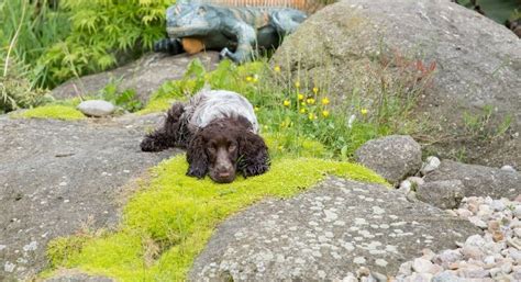 Conseils Pour Partir En Vacances Avec Son Cocker Anglais