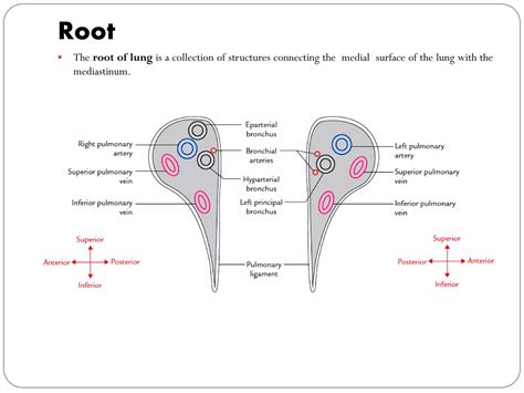 Anatomy Of Lungs Pdf
