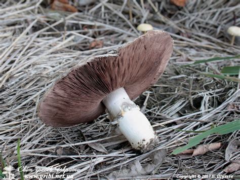 Світ грибів України Agaricus Arvensis Печериця польова