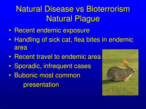 Ppt Bioterrorism Agents Plague Lesson 6 Powerpoint Presentation Free Download Id 826748