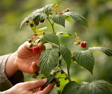 When To Transplant Raspberries For A Lavish Raspberry Patch Homes And Gardens