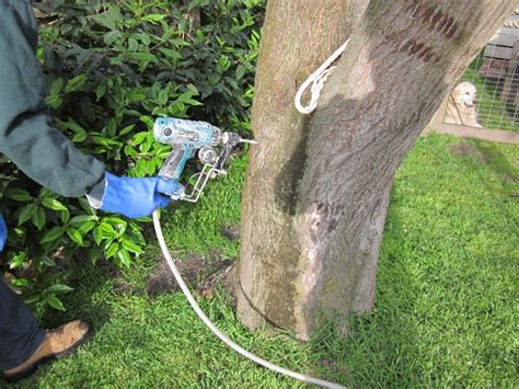 Diagnosing And Treating Tree Disease Arboristtreeondemand1 Blog On