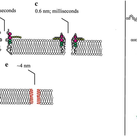 The Bacteriocin Classification Scheme Based On The Work Of Download Scientific Diagram