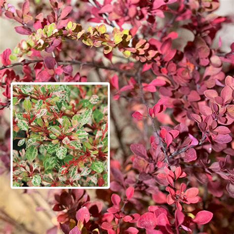 Berberis Silver Beauty - Garden Express