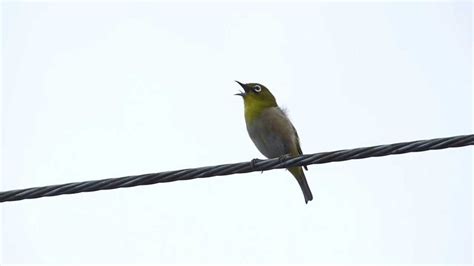 Hd Japanese White Eyezosterops Japonicus Song Youtube