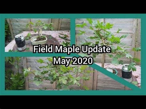 The Ultimate Guide On How To Grow Field Maple Successfully Decohousegarden