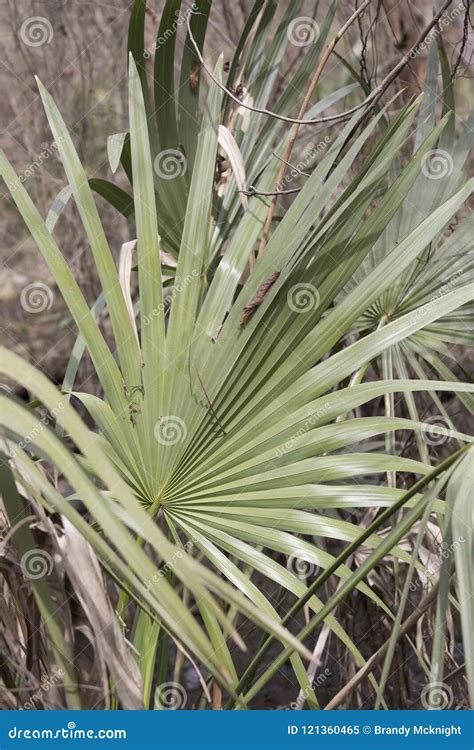 Dwarf Palmetto Plants Stock Image Image Of Branch Botanical 121360465