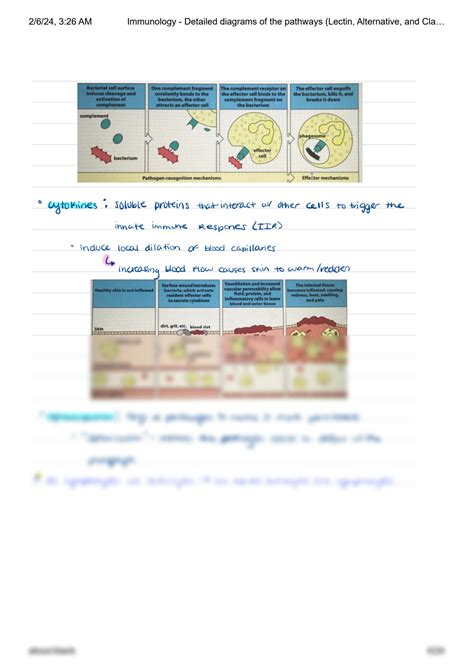 Solution Immunology Detailed Diagrams Of The Pathways Lectin Alternative And Classical As Well