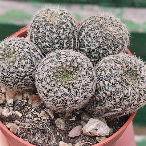 Frailea Pygmaea Var Gloriosa Giromagi Cactus And Succulents