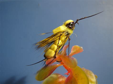 A Creative Fly Tying Blog The Corn Fed Et Hopper