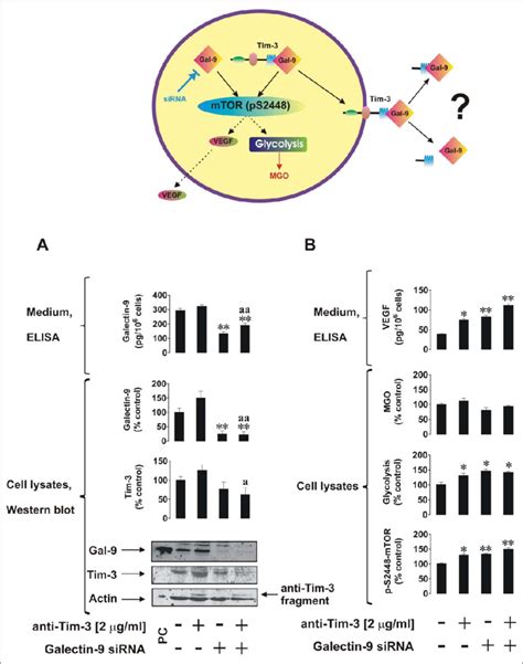 The Effects Of Galectin 9 Knockdown On Tim 3 Expression And The Mtor Download Scientific