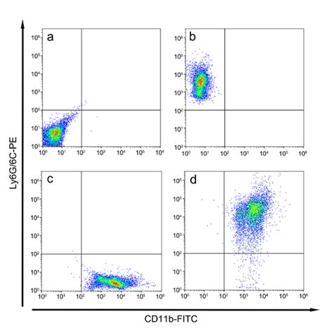【短视频大赛】中性粒细胞的分离 知乎