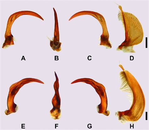 Male genitalia Scale bars µm A D Copelatus malavergnorum sp nov Download Scientific
