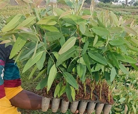 Eucalyptus 316 Clonal Plants For Plantation At ₹ 4 5 Plant In