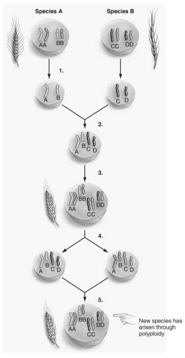 Label The Steps Of Polyploidy In The Figure Below Biology
