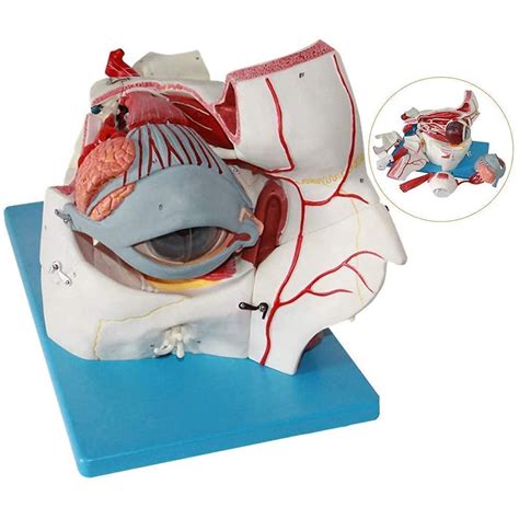Lacrimal Apparatus Eye Model
