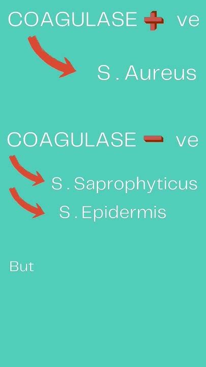 Microbiology Coagulase Test Bacteriology Saprophyticus Youtube