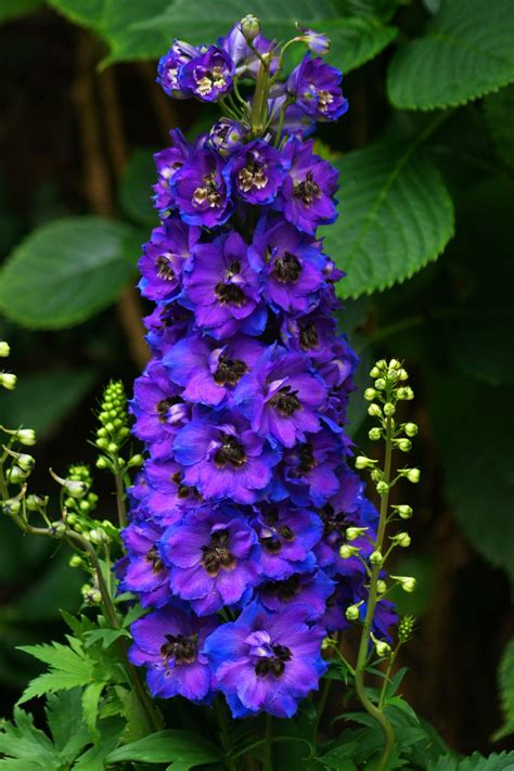 Delphinium Delphinium Flowers Amazing Flowers Beautiful Flowers