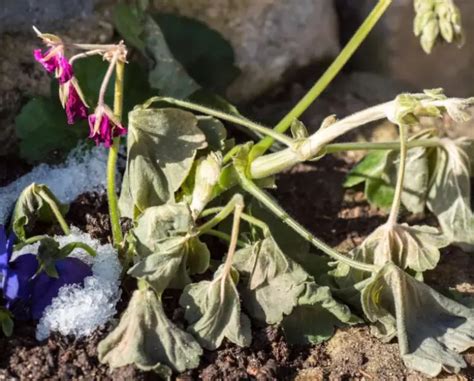 How To Overwinter Geraniums In Newspaper Without Soil