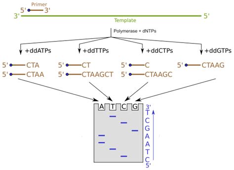 Cómo funciona la secuenciación de ADN 2021 Noticias