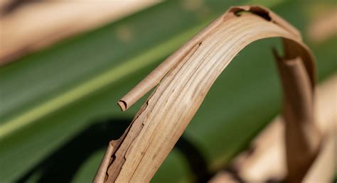 Biogeochemical Cycle Interlocks → Term