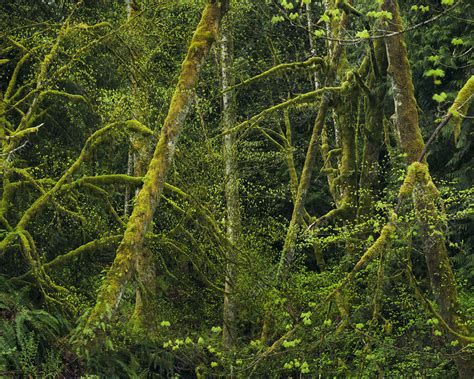 Emerging Spring Leaves On Trees Stock Image C Science Photo Library
