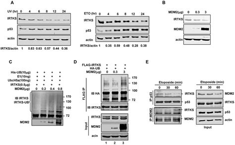 Mdm2 Induced Polyubiquitination And Degradation Of Irtks A