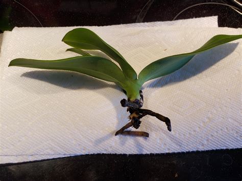 Guess My Luck With Getting Good Root Systems Lately Is Over Rorchids