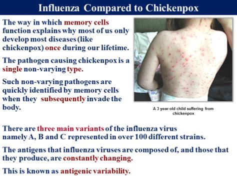 Bioa 3 2 4 Antigenic Variability Influenza Teaching Resources