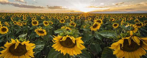 Свой Подсолнух МАСЛО ПОДСОЛНЕЧНОЕ полного цикла производства 2025 ВКонтакте