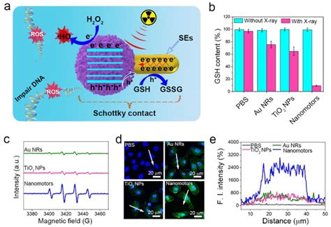 Radio Induced Chemical Reactions Of The Aunr Tio2 Nanomotors A Download Scientific Diagram