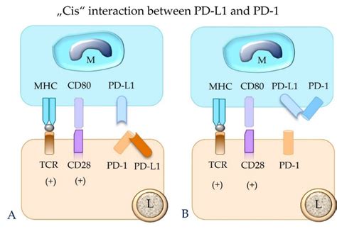 the binding between pd l1 and pd 1 molecules that are expressed on the