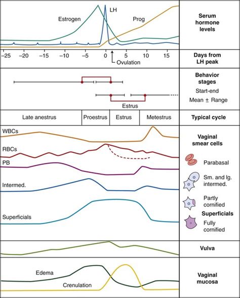 List 101 Pictures Female Dog Reproductive System Photos Excellent
