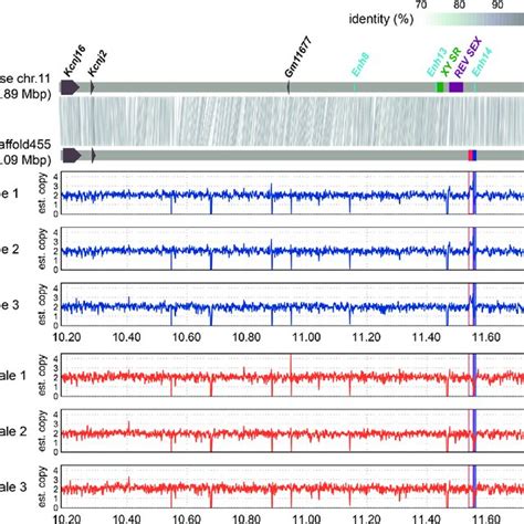 Alignment Of The Region Upstream Of Sox9 In Mouse And Amami Spiny Rat Download Scientific