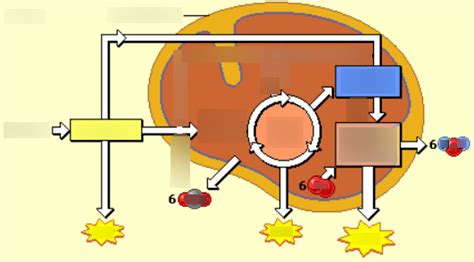 Unit A Cellular Respiration Diagram Honors Diagram Quizlet