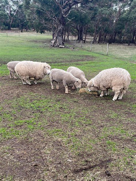 Re Introducing Rams After Breeding My Vxw Site Rkm F