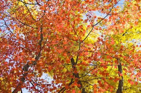 仰望着丰盛的红树叶和黄树叶在高清图片下载 正版图片503203784 摄图网