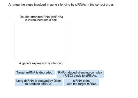 Solved Arrange The Steps Involved In Gene Silencing By Chegg Com