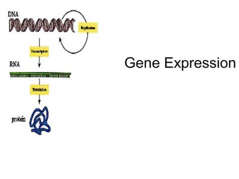 Structure Of Gene Ppt