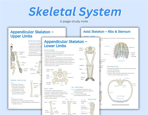 Skeletal System Notes Anatomy Diagrams Cheat Sheet PDF Etsy
