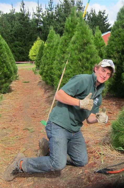 Christmas Tree Farm Moorooduc Melbourne Christmas Tree Cutting 005