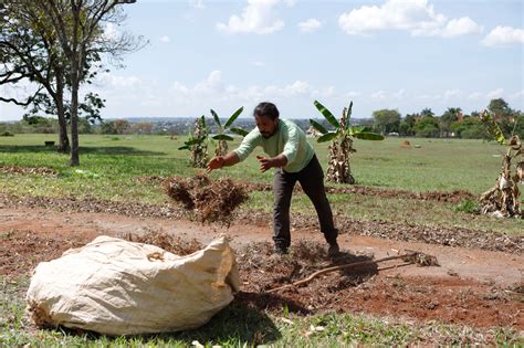UBSs promovem saúde por meio de hortos agroflorestais medicinais ...