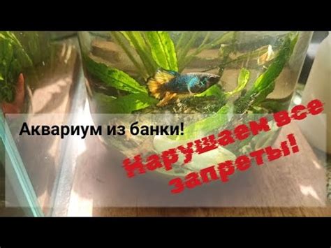 Аквариум в трехлитровой банке для самки петушка! Изготовление вабикусы ...