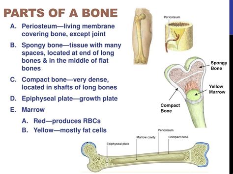 Bone Parts Diagram Anatomy System Human Body Anatomy Diagram And Chart Images