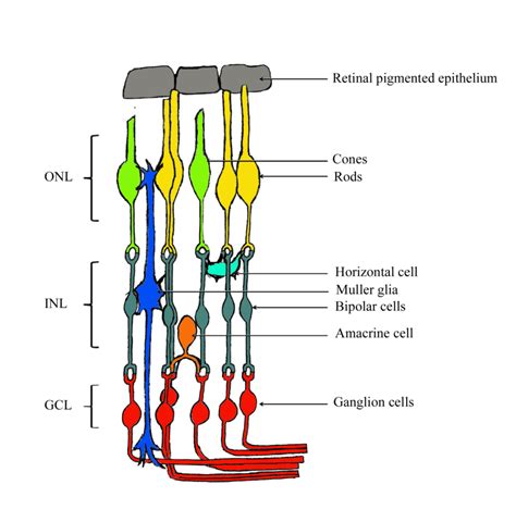 The Cell Of Retina Layers