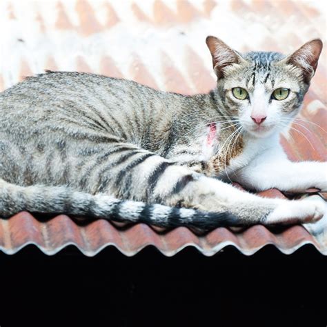 Safe Cat Wound Care Treat Open Wounds At Home How To Treat An Open Wound On A Cat