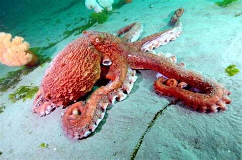 Giant Pacific Octopus Habitat